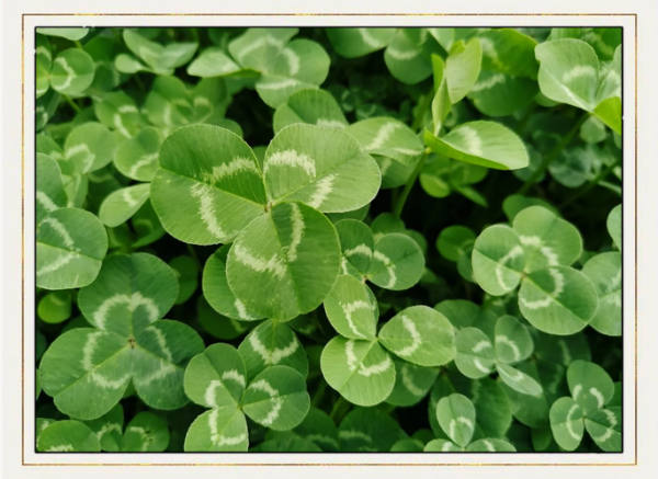 酢浆草图片怎么拍_酢浆草和四叶草的区别-第2张图片-山城妙识