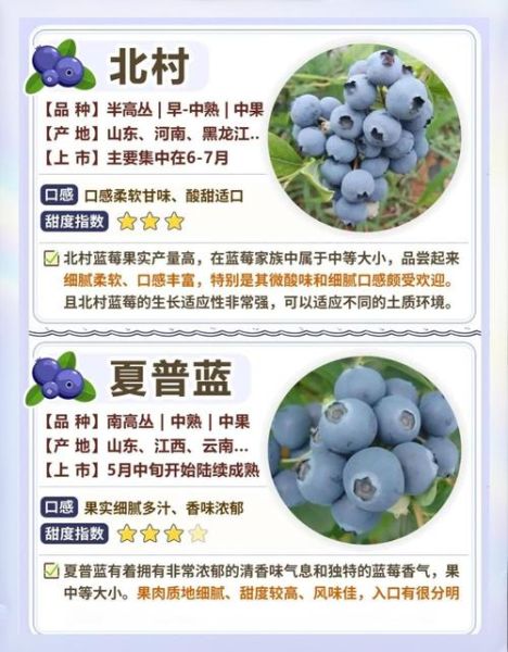 蓝莓一天吃多少合适_吃蓝莓的最佳时间-第2张图片-山城妙识