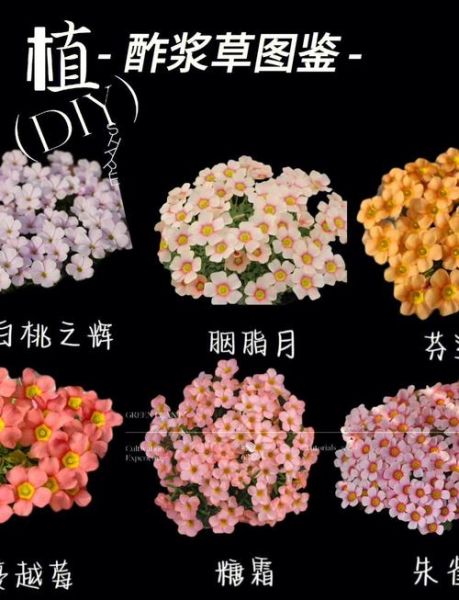 酢浆草图片怎么拍_酢浆草和四叶草的区别-第3张图片-山城妙识