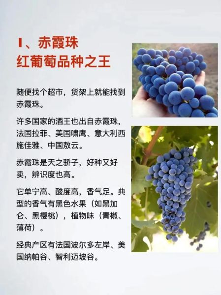 葡萄品种名称大全_哪些品种适合酿酒-第1张图片-山城妙识