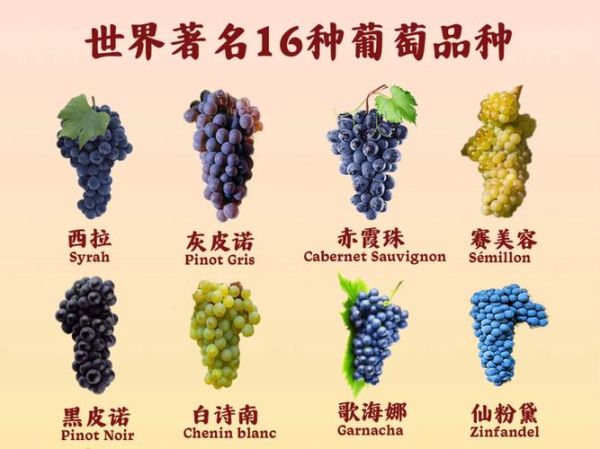 葡萄品种名称大全_哪些品种适合酿酒-第3张图片-山城妙识