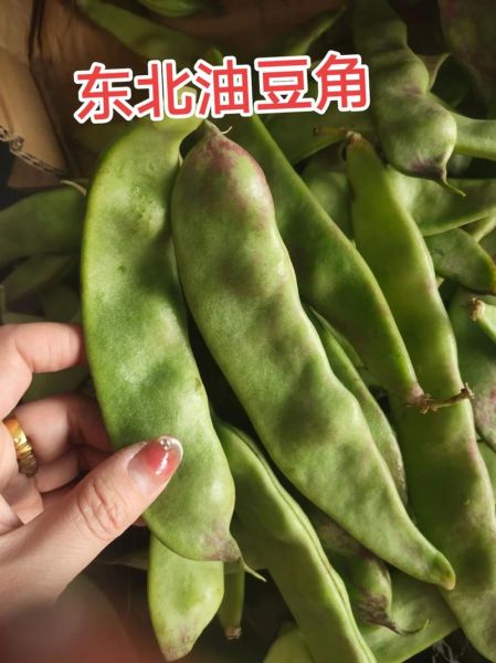 油豆角的功效与作用_油豆角怎么吃好-第2张图片-山城妙识