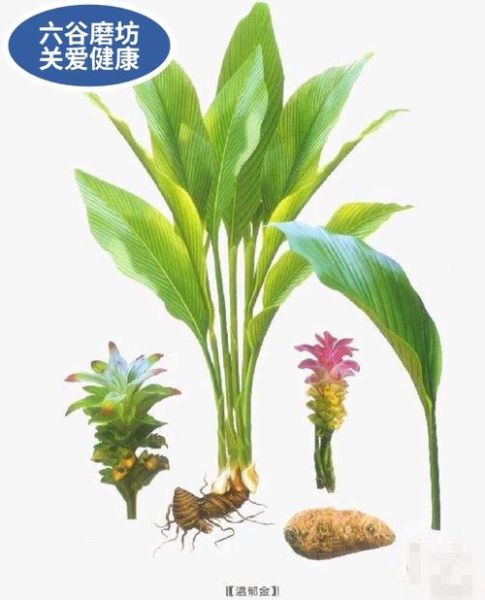 郁金的功效与作用及食用方法_郁金怎么吃效果最好-第1张图片-山城妙识 郁金的功效与作用及食用方法_郁金怎么吃效果最好-第1张图片-山城妙识