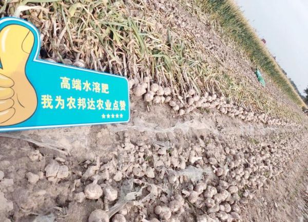 大蒜种植成本与利润_每亩能赚多少钱-第3张图片-山城妙识