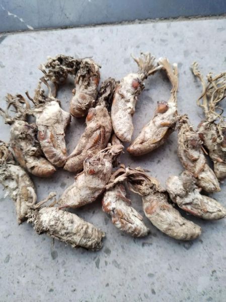 金蝉花多少钱一斤_金蝉花价格为什么差距大-第2张图片-山城妙识