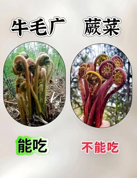 山野菜有哪些品种_如何识别可食用山野菜-第1张图片-山城妙识 山野菜有哪些品种_如何识别可食用山野菜-第1张图片-山城妙识