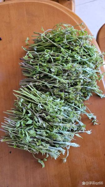 山野菜有哪些品种_如何识别可食用山野菜-第3张图片-山城妙识 山野菜有哪些品种_如何识别可食用山野菜-第3张图片-山城妙识