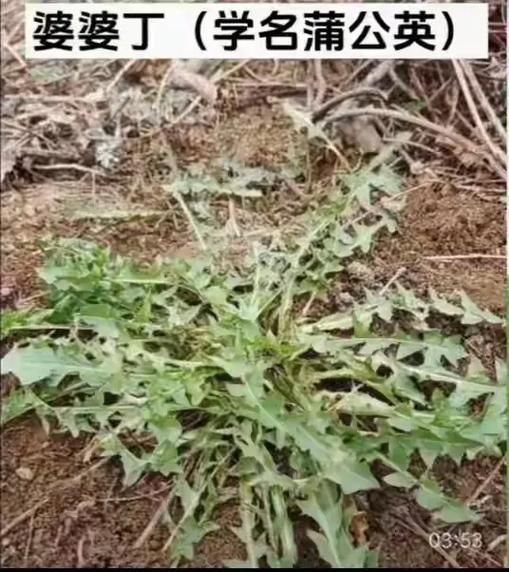 山野菜有哪些品种_如何识别可食用山野菜-第2张图片-山城妙识 山野菜有哪些品种_如何识别可食用山野菜-第2张图片-山城妙识