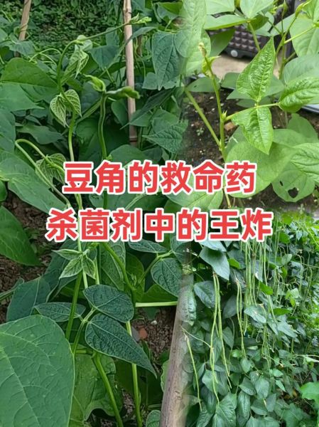 豆角中毒怎么办_豆角中毒自救三招-第3张图片-山城妙识 豆角中毒怎么办_豆角中毒自救三招-第3张图片-山城妙识