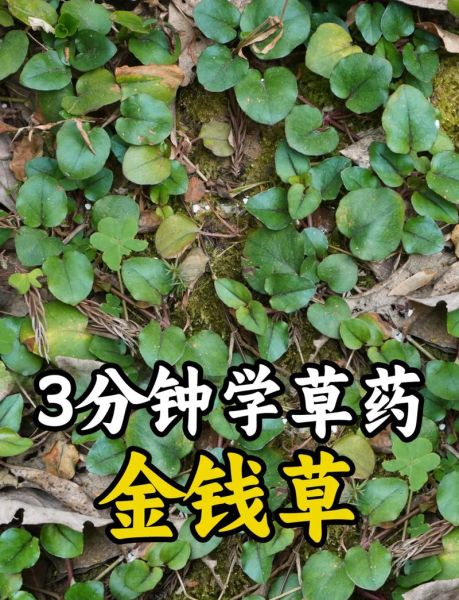 金钱草图片与鉴别_真假金钱草怎么区分-第2张图片-山城妙识