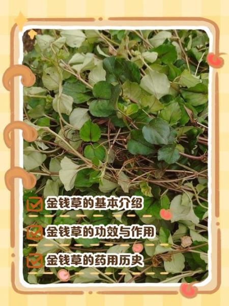 金钱草图片与鉴别_真假金钱草怎么区分-第1张图片-山城妙识