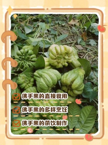 佛手果吃多了有什么危害_佛手果一天吃多少合适-第3张图片-山城妙识 佛手果吃多了有什么危害_佛手果一天吃多少合适-第3张图片-山城妙识