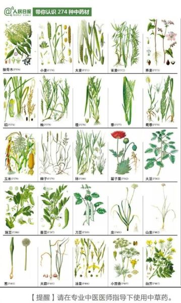 中草药大全图解_如何快速识别常见草药-第1张图片-山城妙识