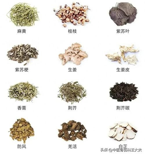 中草药大全图解_如何快速识别常见草药-第3张图片-山城妙识