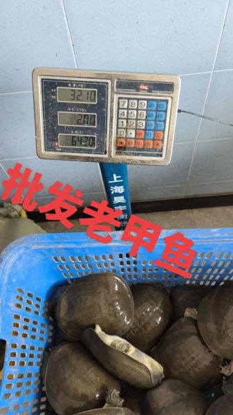 养殖甲鱼多少钱一斤_甲鱼批发价格行情-第1张图片-山城妙识 养殖甲鱼多少钱一斤_甲鱼批发价格行情-第1张图片-山城妙识