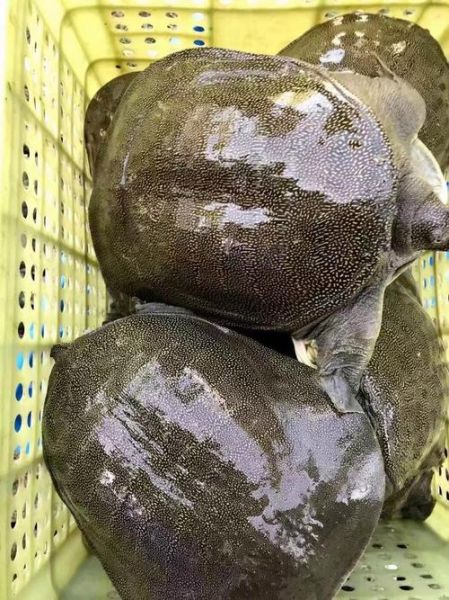 养殖甲鱼多少钱一斤_甲鱼批发价格行情-第2张图片-山城妙识 养殖甲鱼多少钱一斤_甲鱼批发价格行情-第2张图片-山城妙识