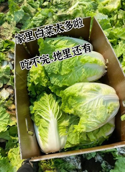 大白菜怎么保存不烂_大白菜图片怎么拍好看-第1张图片-山城妙识
