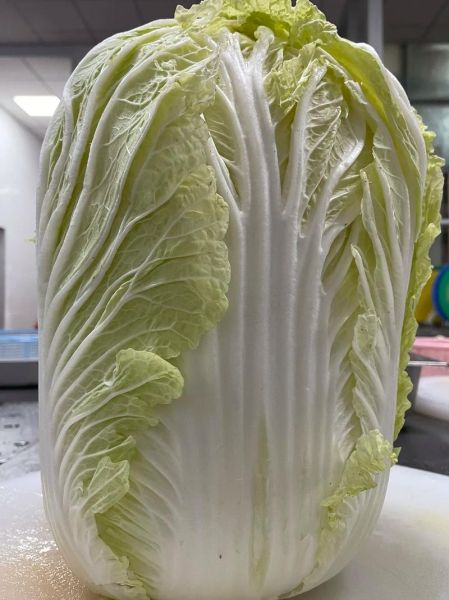 大白菜怎么保存不烂_大白菜图片怎么拍好看-第2张图片-山城妙识