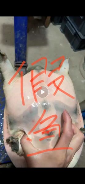 野生甲鱼图片大全_如何分辨真假野生甲鱼-第2张图片-山城妙识