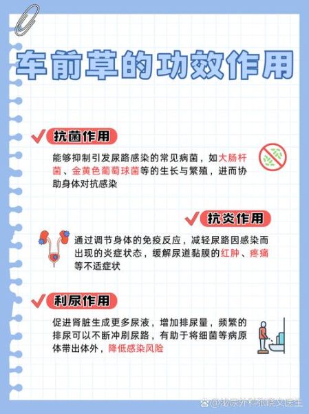 车前草治什么病_车前草能治尿路感染吗-第1张图片-山城妙识