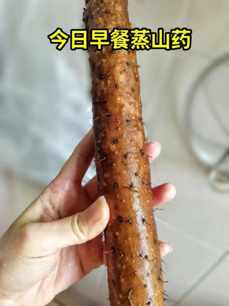蒸山药的做法_蒸山药需要多长时间-第1张图片-山城妙识 蒸山药的做法_蒸山药需要多长时间-第1张图片-山城妙识