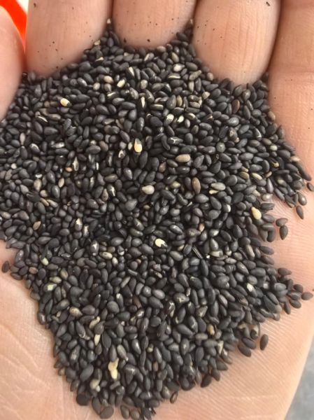 炒黑芝麻怎么炒不糊_黑芝麻炒香技巧-第1张图片-山城妙识