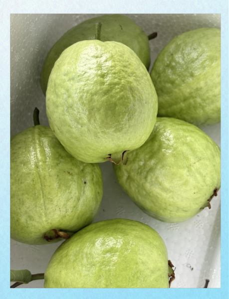 芭乐果的功效与禁忌_芭乐果什么人不能吃-第2张图片-山城妙识