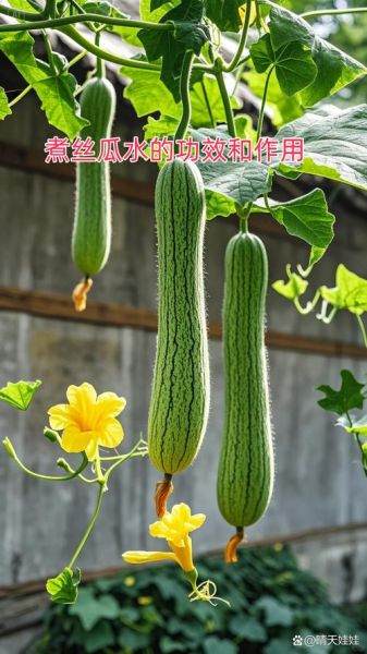 自制丝瓜水要注意什么_丝瓜水保存多久-第2张图片-山城妙识