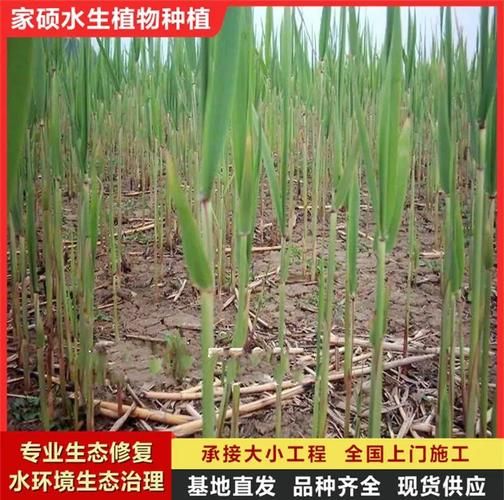 芦苇草怎么种植_芦苇草有哪些用途-第1张图片-山城妙识