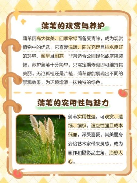 芦苇草怎么种植_芦苇草有哪些用途-第2张图片-山城妙识