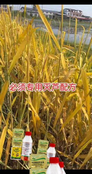 芦苇草怎么种植_芦苇草有哪些用途-第3张图片-山城妙识