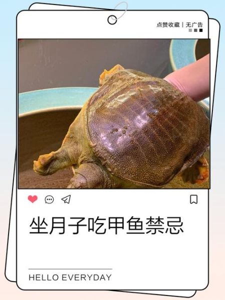 吃甲鱼的禁忌_什么人不能吃甲鱼-第2张图片-山城妙识