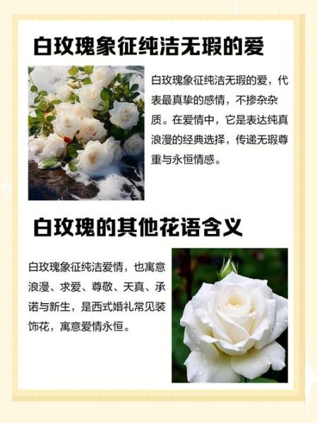 白玫瑰的花语是什么_送白玫瑰代表什么-第1张图片-山城妙识 白玫瑰的花语是什么_送白玫瑰代表什么-第1张图片-山城妙识