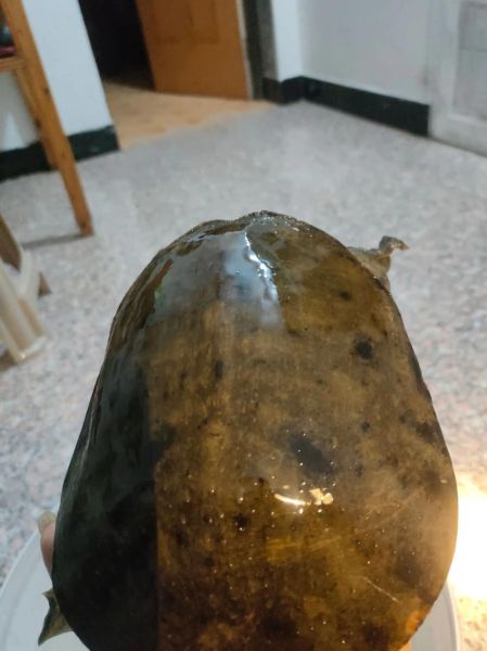 野生甲鱼功效_野生甲鱼有什么功效-第2张图片-山城妙识 野生甲鱼功效_野生甲鱼有什么功效-第2张图片-山城妙识