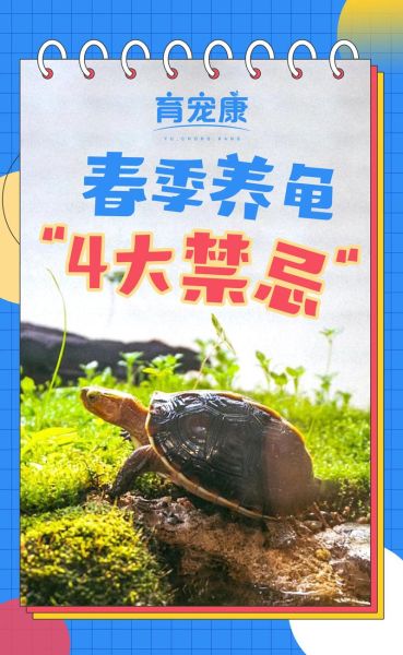 为什么养龟毁一生_养龟后悔了吗-第1张图片-山城妙识