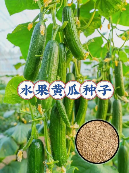 青瓜和黄瓜的区别_哪个更好吃-第3张图片-山城妙识