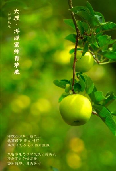 青苹果的功效与作用_青苹果能减肥吗-第2张图片-山城妙识