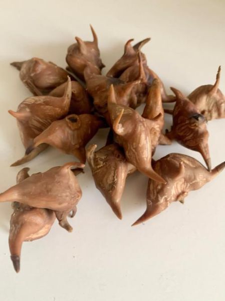 菱角怎么煮最简单_菱角煮多久才熟-第1张图片-山城妙识 菱角怎么煮最简单_菱角煮多久才熟-第1张图片-山城妙识