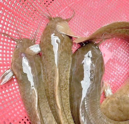 野生塘鲺能吃吗_塘鲺怎么清洗才安全-第1张图片-山城妙识 野生塘鲺能吃吗_塘鲺怎么清洗才安全-第1张图片-山城妙识