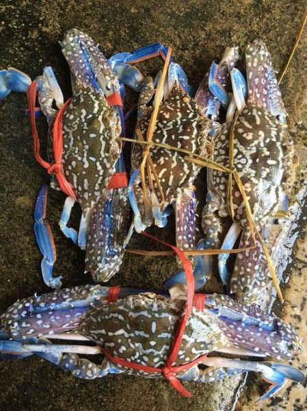 花蟹多少钱一斤_花蟹价格正常吗-第1张图片-山城妙识