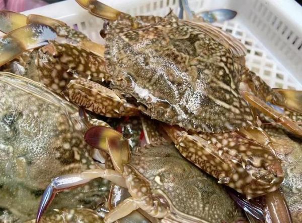 花蟹多少钱一斤_花蟹价格正常吗-第2张图片-山城妙识