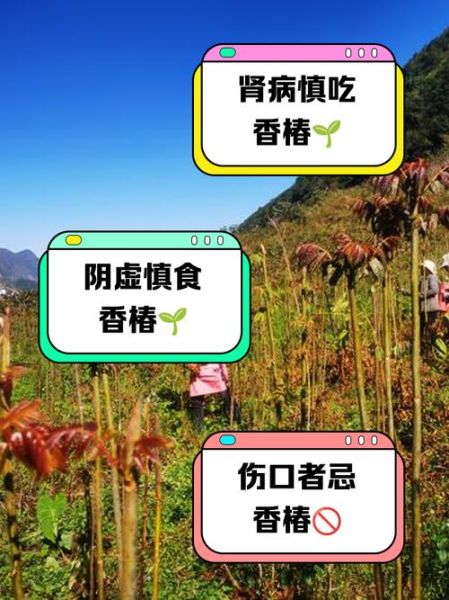 香椿芽的功效与作用禁忌_哪些人不能吃-第1张图片-山城妙识