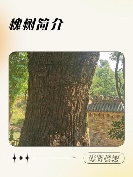 槐树寓意和象征_槐树风水作用-第2张图片-山城妙识