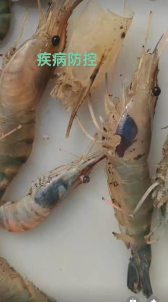 罗氏沼虾养殖条件_罗氏沼虾水质要求-第3张图片-山城妙识