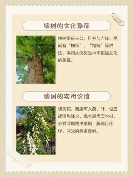 槐树寓意和象征_槐树风水作用-第3张图片-山城妙识