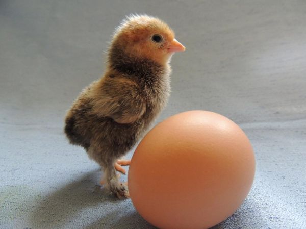 母鸡下蛋需要公鸡的配合吗_母鸡没有公鸡能下蛋吗-第2张图片-山城妙识 母鸡下蛋需要公鸡的配合吗_母鸡没有公鸡能下蛋吗-第2张图片-山城妙识