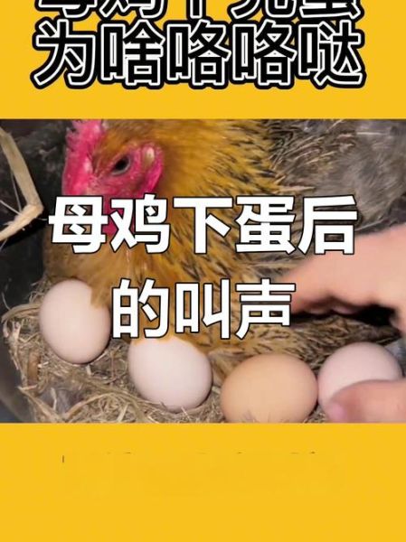 母鸡下蛋需要公鸡的配合吗_母鸡没有公鸡能下蛋吗-第3张图片-山城妙识 母鸡下蛋需要公鸡的配合吗_母鸡没有公鸡能下蛋吗-第3张图片-山城妙识