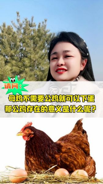 母鸡下蛋需要公鸡的配合吗_母鸡没有公鸡能下蛋吗-第1张图片-山城妙识 母鸡下蛋需要公鸡的配合吗_母鸡没有公鸡能下蛋吗-第1张图片-山城妙识