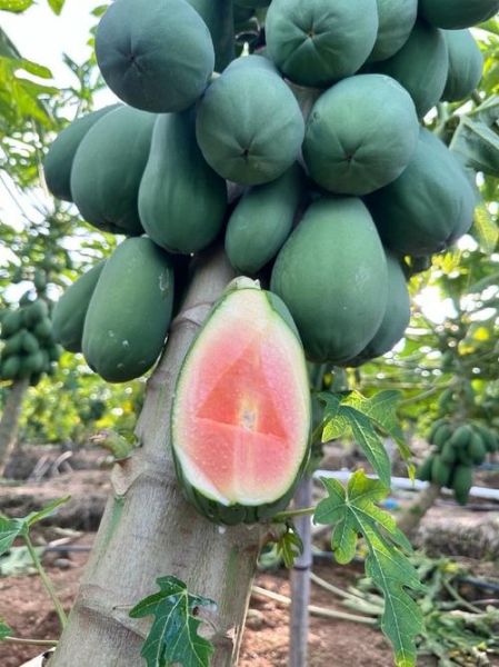 木瓜有几种品种_常见木瓜品种有哪些-第1张图片-山城妙识