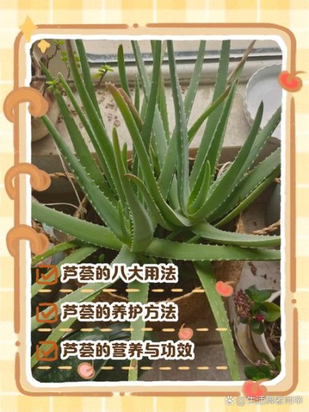 芦荟可以怎么吃_芦荟的家常做法大全-第3张图片-山城妙识